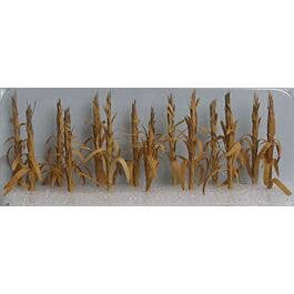 JTT - Dried Corn Stalks - pkg(28) - 373-95589