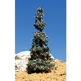 Timberline - Grow-A-Tree (Smashed Trees) - Kit - Deadwood Brown 4-6" 10 ...