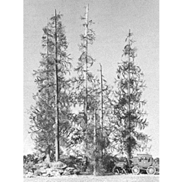 Campbell - Pine Tree Kit - 200-100