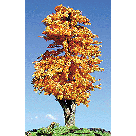Timberline - Trees - Deciduous 3-5" Harvest Dawn - 710-217