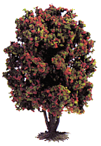Noch - Bushes - Flowering - 528-68250