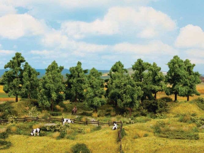 a tall deciduous tree