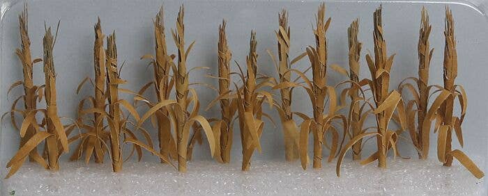 dried corn stalks