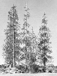 Campbell - Pine Tree Kit - 200-100