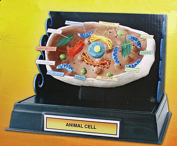 Woodland - Project Pack - Cell Structure Project - 785-4283