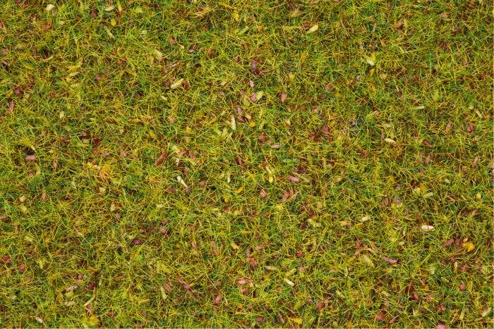 Noch - Scatter Grass in 4-1/4oz 120g Plastic Tub - Grass w/Flowers 1/8 ...